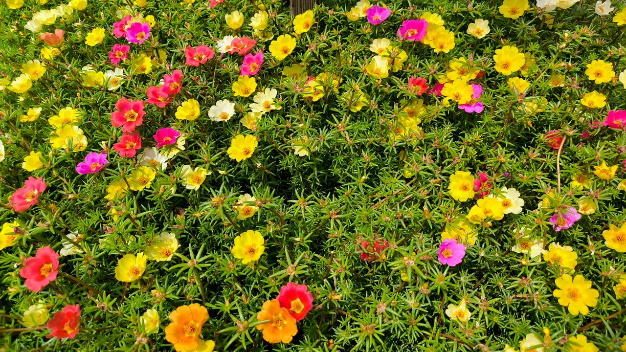 What flowers bloom best in hot summer garden - Türkiye Today