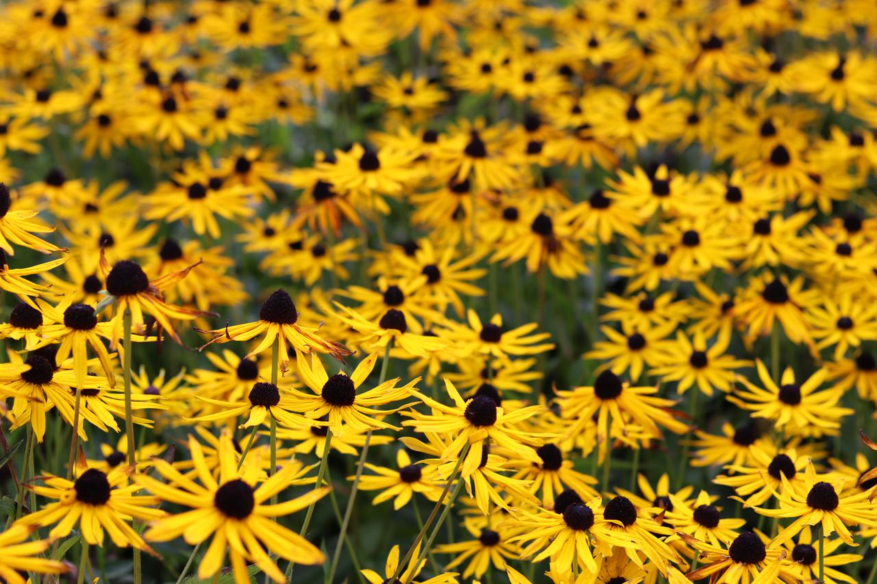What flowers bloom best in hot summer garden - Türkiye Today